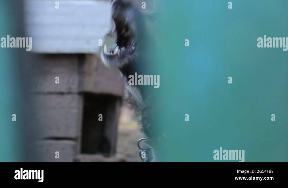 Evil German shepherd dog, Angry dog Stock Video Footage - Alamy