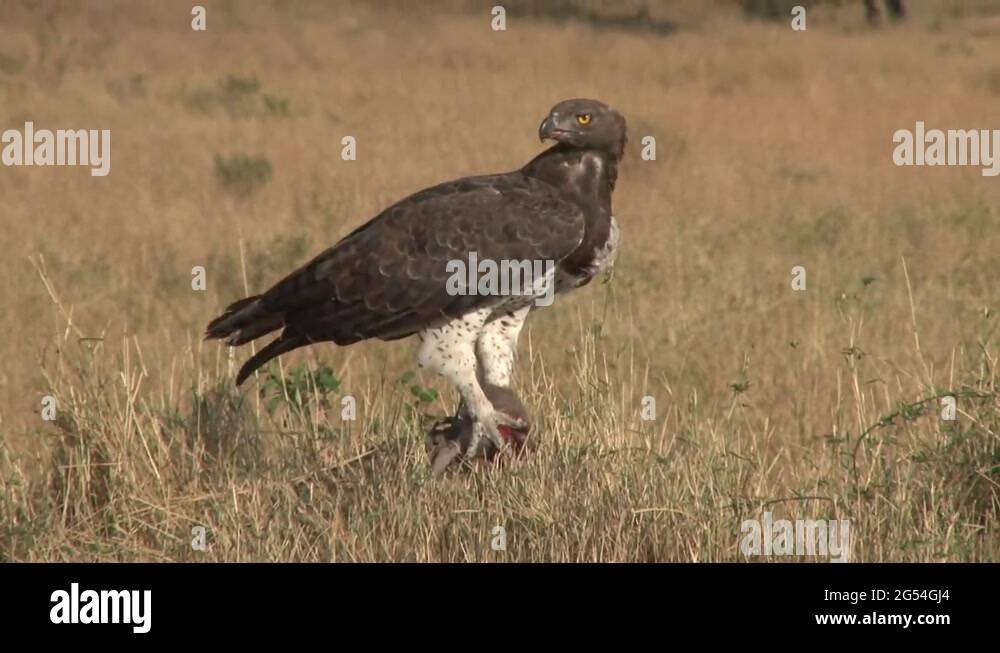 At a kill Stock Videos & Footage - HD and 4K Video Clips - Alamy