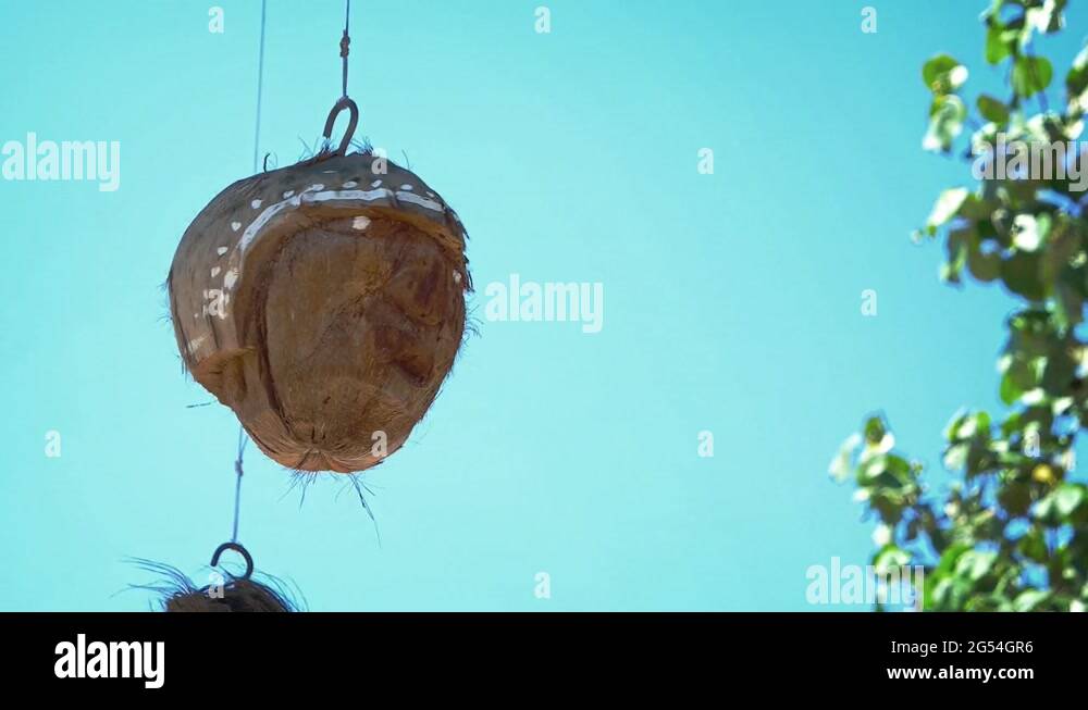 Coconuts husk Stock Videos & Footage - HD and 4K Video Clips - Alamy