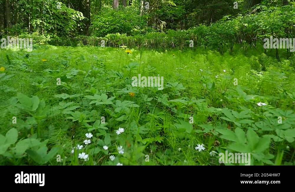 Variegated fern Stock Videos & Footage - HD and 4K Video Clips - Alamy