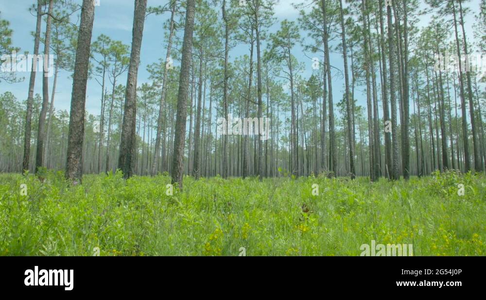 Longleaf yellow pine Stock Videos & Footage - HD and 4K Video Clips - Alamy