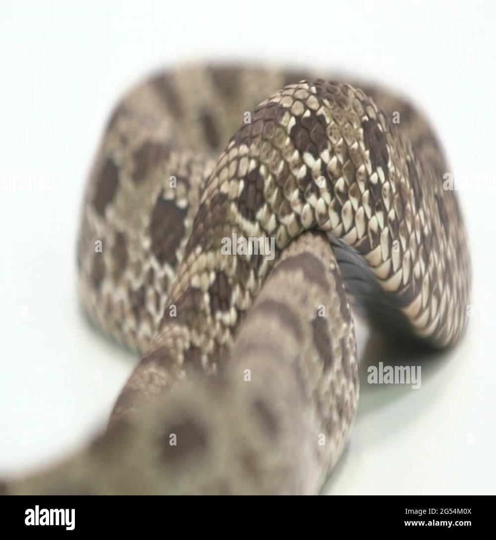 Snake nose Stock Videos & Footage - HD and 4K Video Clips - Alamy