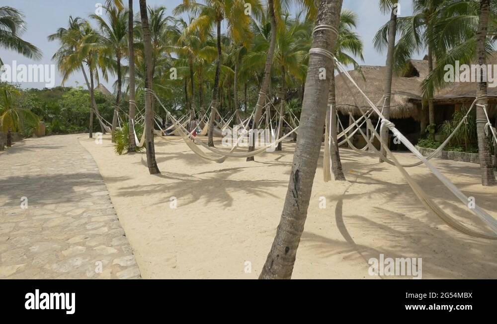 Tied palm trees Stock Videos & Footage - HD and 4K Video Clips - Alamy