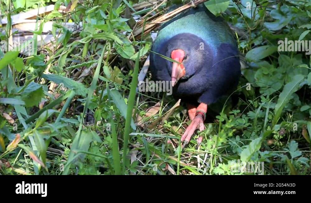 Flightless rail Stock Videos & Footage - HD and 4K Video Clips - Alamy