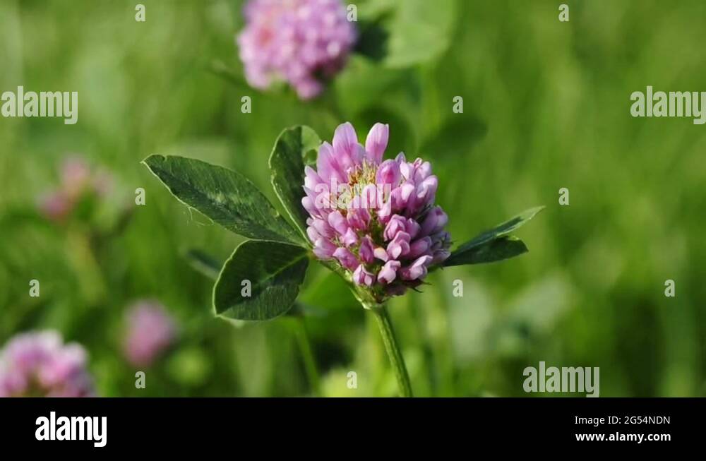 Clover pasture Stock Videos & Footage - HD and 4K Video Clips - Alamy