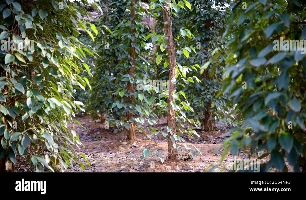 Pepper farm Stock Videos & Footage - HD and 4K Video Clips - Alamy