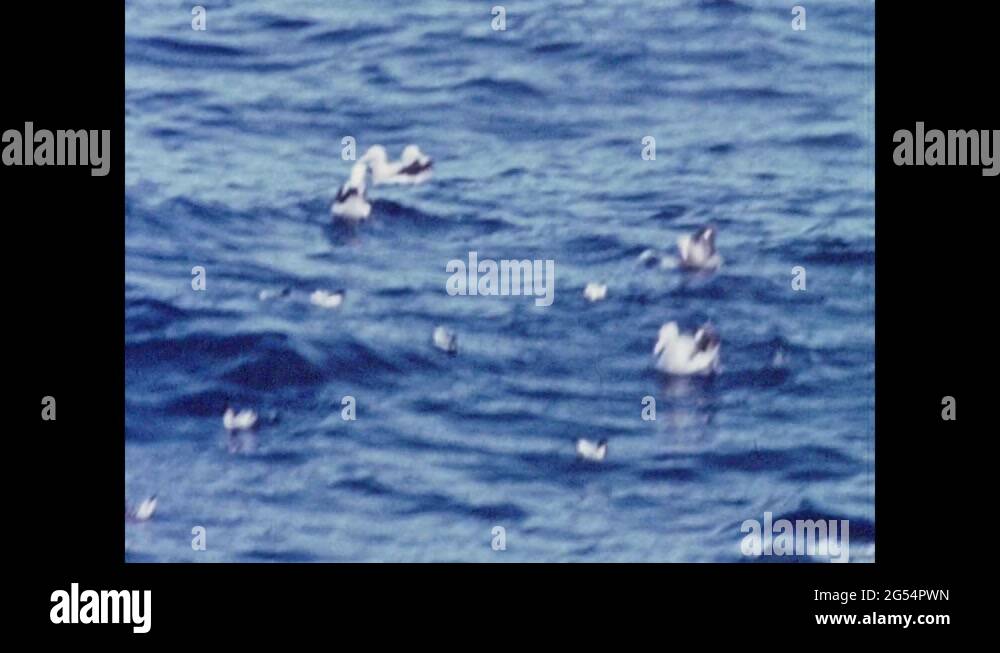 Whale birds Stock Videos & Footage - HD and 4K Video Clips - Alamy