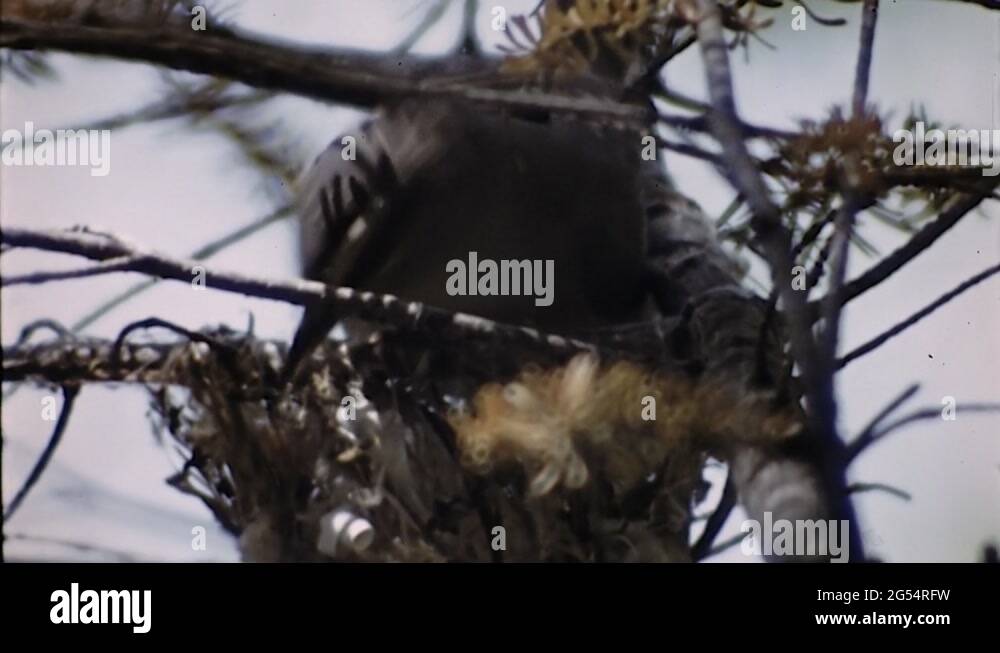 1950s Bird Builds Making Nest High In Tree Nesting Instinct Vintage ...