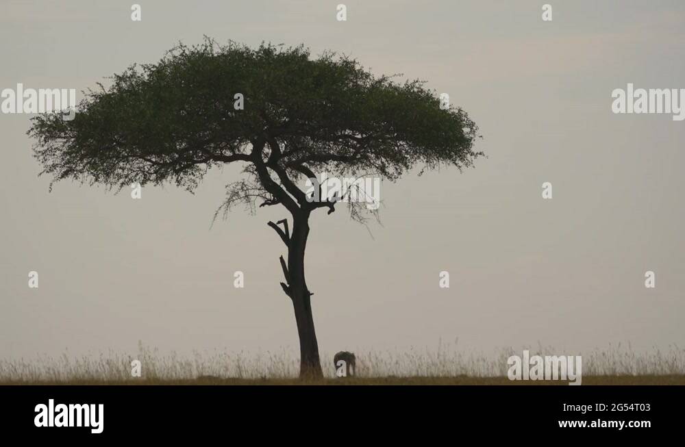 Elephant acacia tree Stock Videos & Footage - HD and 4K Video Clips - Alamy