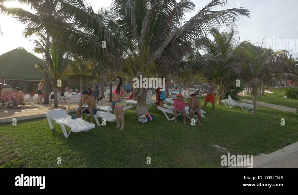 People palm tree Stock Videos & Footage - HD and 4K Video Clips - Alamy