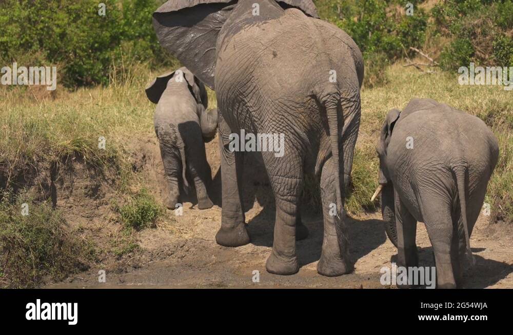 Elephant climb Stock Videos & Footage - HD and 4K Video Clips - Alamy