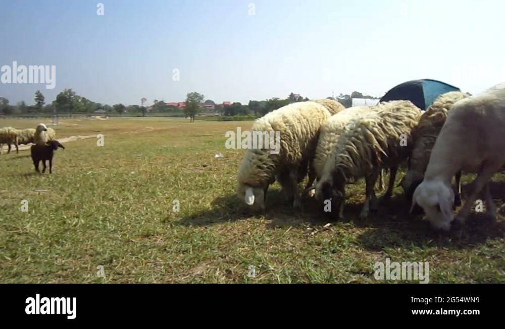 Different species farm animals Stock Videos & Footage - HD and 4K Video ...