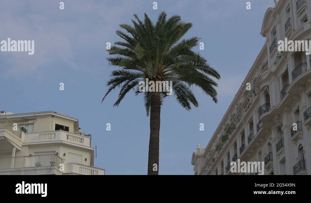 Palm tree between buildings Stock Videos & Footage - HD and 4K Video ...