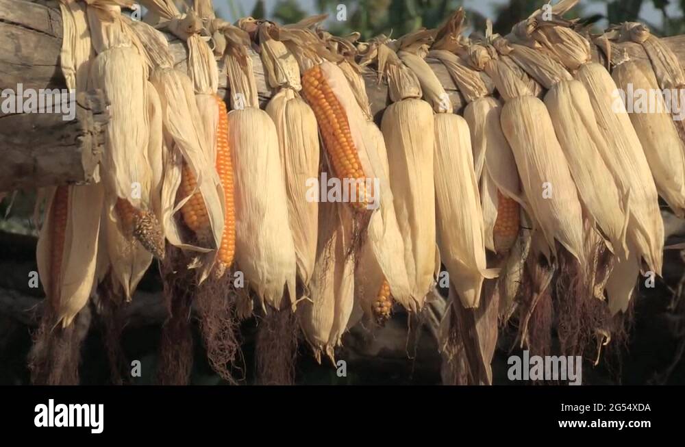 Maize drying Stock Videos & Footage - HD and 4K Video Clips - Alamy