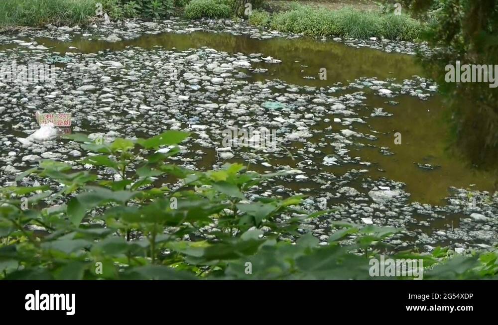 Stink weed Stock Videos & Footage - HD and 4K Video Clips - Alamy