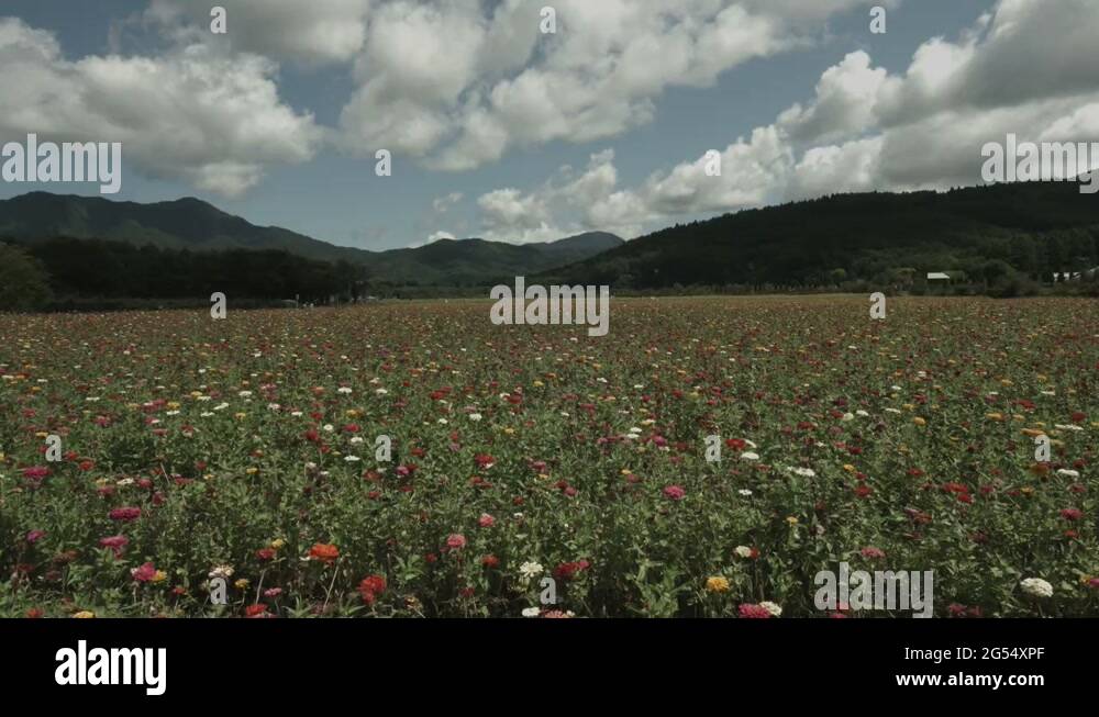 Hananomiyako wide angle fixed, non color graded 4K (3840x2160 Stock ...