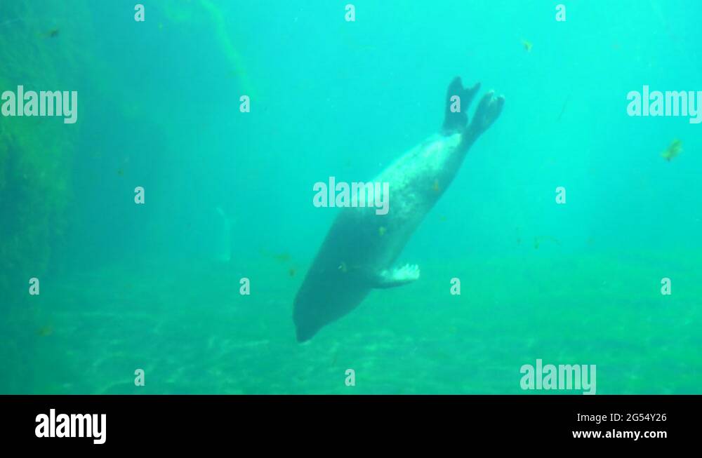 Animals swimming Stock Videos & Footage - HD and 4K Video Clips - Alamy