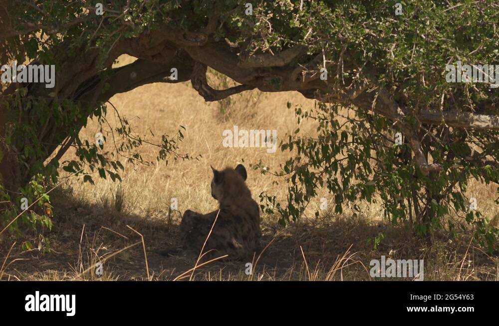 Hyena lying under a tree Stock Video Footage - Alamy