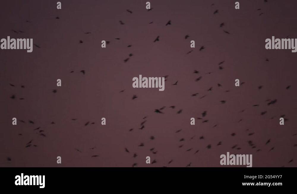 Circling crows Stock Videos & Footage - HD and 4K Video Clips - Alamy