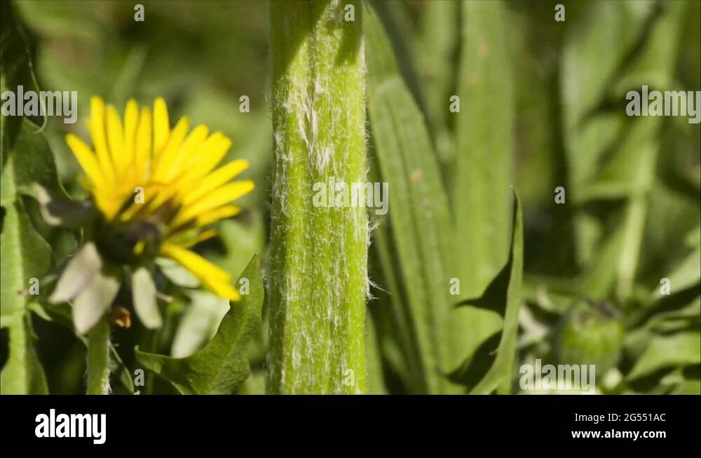 Dandelion flower stem leaf Stock Videos & Footage - HD and 4K Video ...