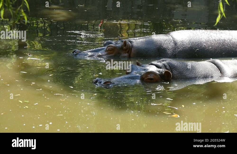 Happy hippos Stock Videos & Footage - HD and 4K Video Clips - Alamy