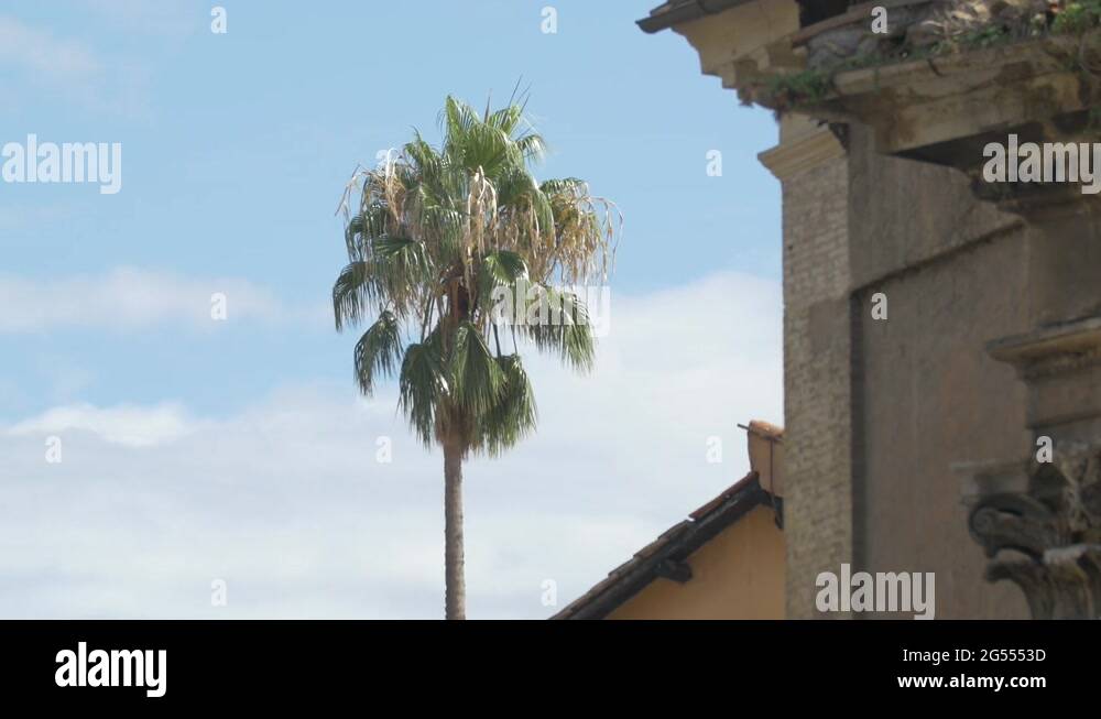Palm Stock Videos & Footage - HD and 4K Video Clips - Alamy