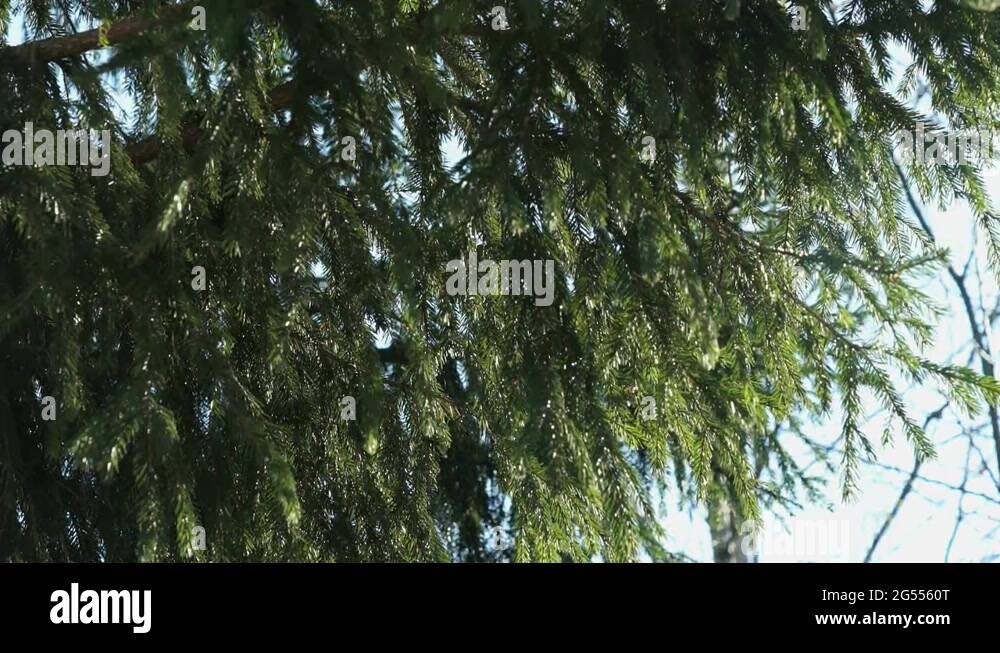 Branches of fir trees Stock Videos & Footage - HD and 4K Video Clips ...