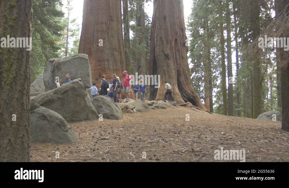People and tree sequoia Stock Videos & Footage - HD and 4K Video Clips ...