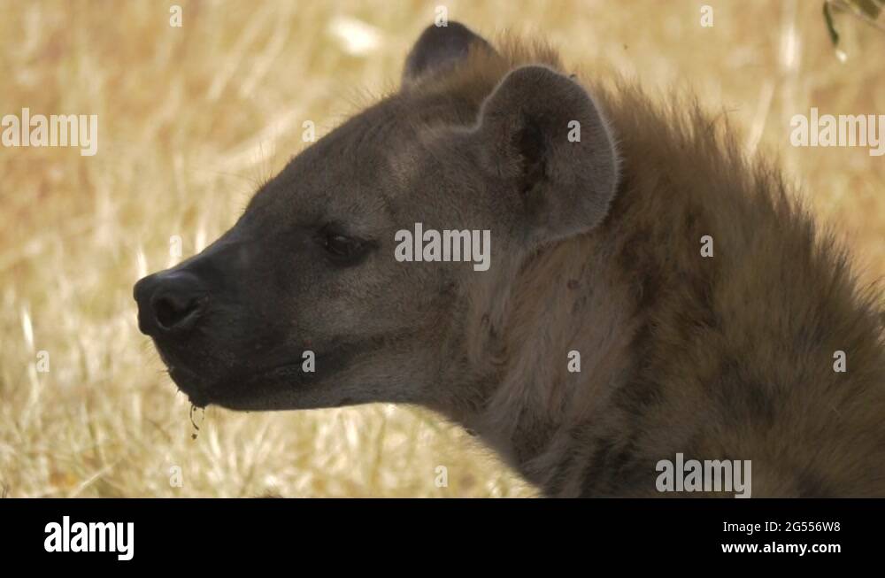 Close up of a hyena Stock Video Footage - Alamy