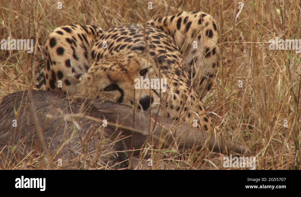 Strong muscular legs Stock Videos & Footage - HD and 4K Video Clips - Alamy