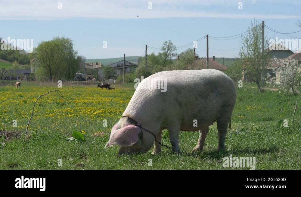 Pig eating grass Stock Videos & Footage - HD and 4K Video Clips - Alamy