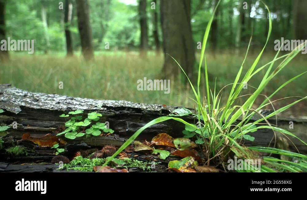 Clover tree Stock Videos & Footage - HD and 4K Video Clips - Alamy