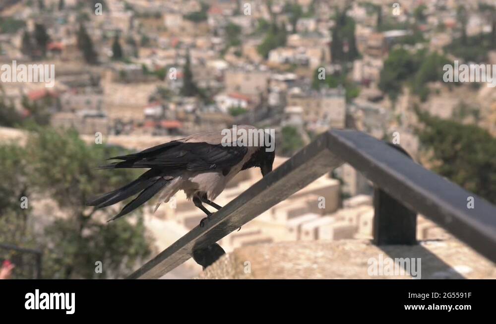 Bird railing Stock Videos & Footage - HD and 4K Video Clips - Alamy