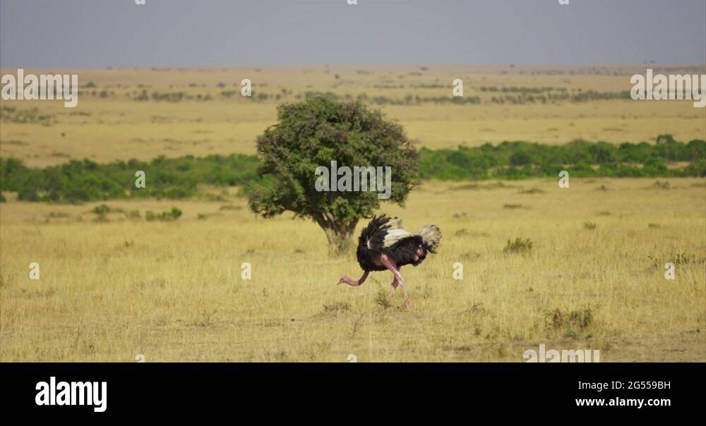 Ostrich in savanna Stock Videos & Footage - HD and 4K Video Clips - Alamy