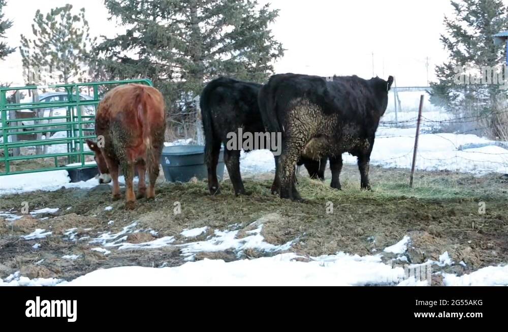 Pregnant cow birth Stock Videos & Footage - HD and 4K Video Clips - Alamy