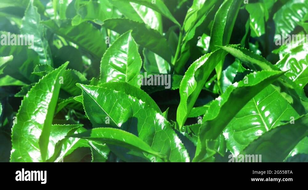 Tea leaves cultivation close up background. Green fresh foliage wind ...