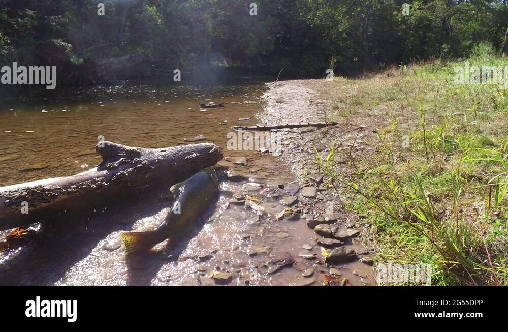 Stranded fish Stock Videos & Footage - HD and 4K Video Clips - Alamy