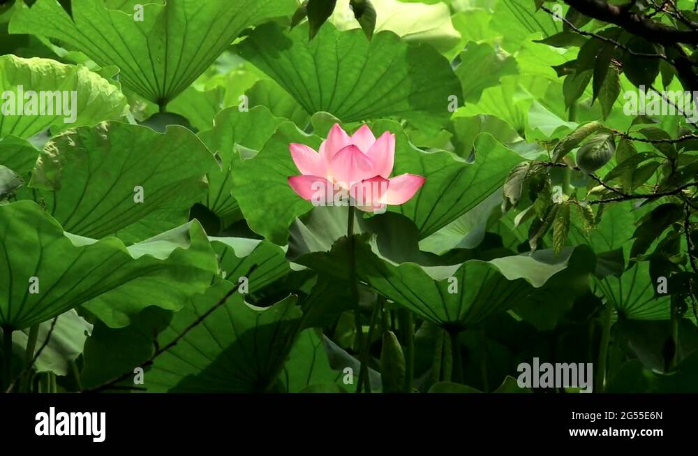 Lotus buds with stem Stock Videos & Footage - HD and 4K Video Clips - Alamy