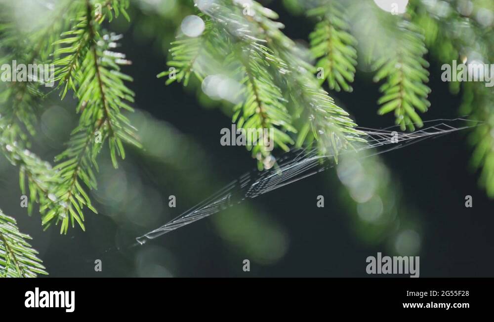 Red fir needles Stock Videos & Footage - HD and 4K Video Clips - Alamy