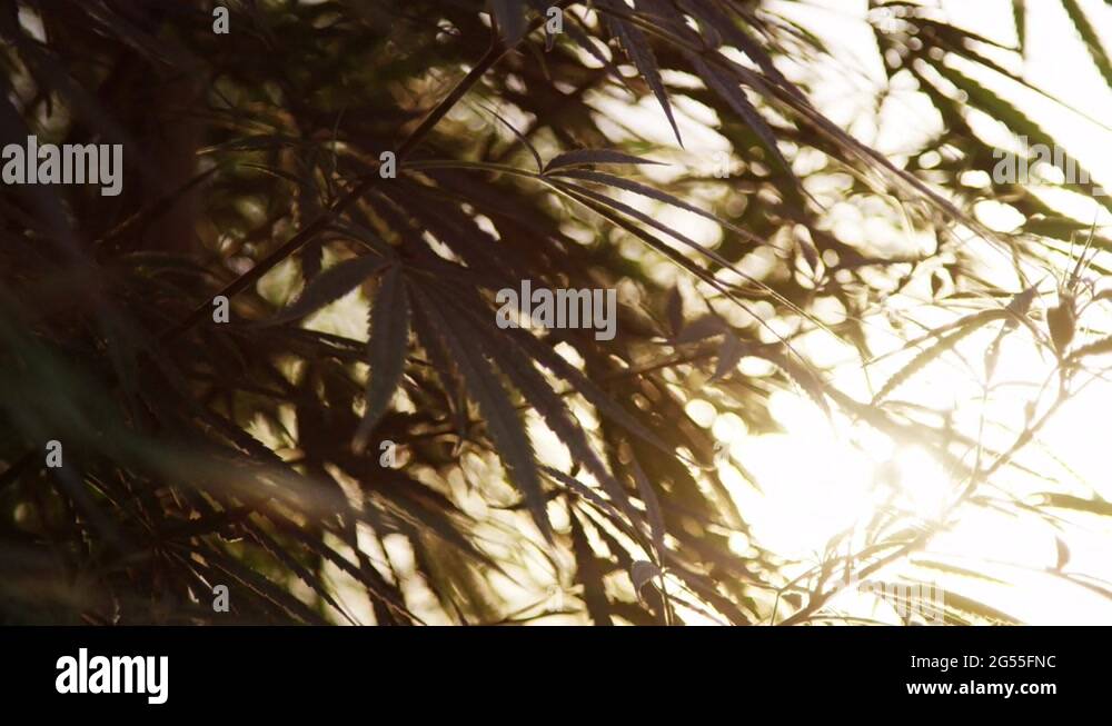 Beautiful Marijuana Plants At Sunset Lens Flare Outdoor 1 Stock Video ...