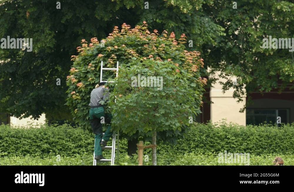 Man trimming tree Stock Videos & Footage - HD and 4K Video Clips - Alamy