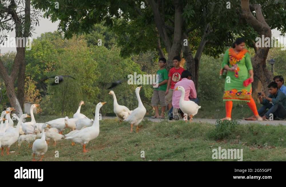 Indian goose Stock Videos & Footage - HD and 4K Video Clips - Alamy