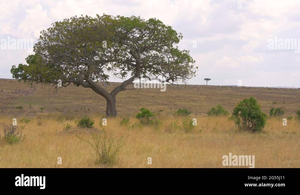 Maasai tree Stock Videos & Footage - HD and 4K Video Clips - Alamy