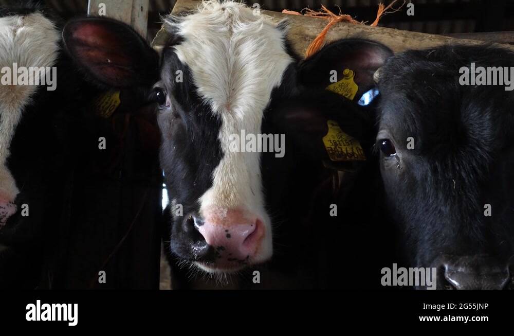 Belgian farm Stock Videos & Footage - HD and 4K Video Clips - Alamy