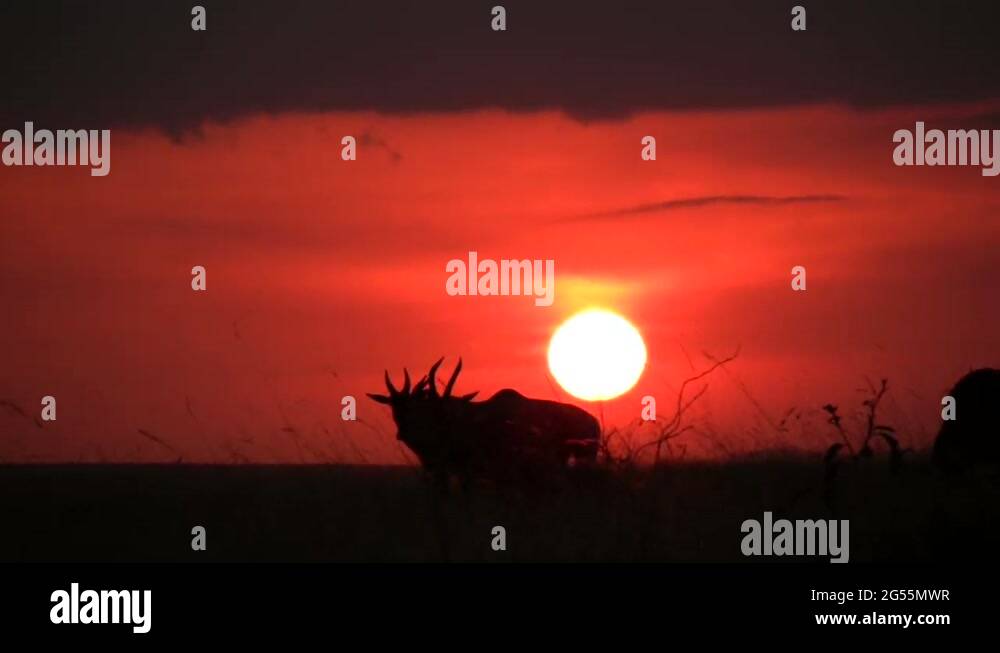 Animals and sunset Stock Videos & Footage - HD and 4K Video Clips - Alamy