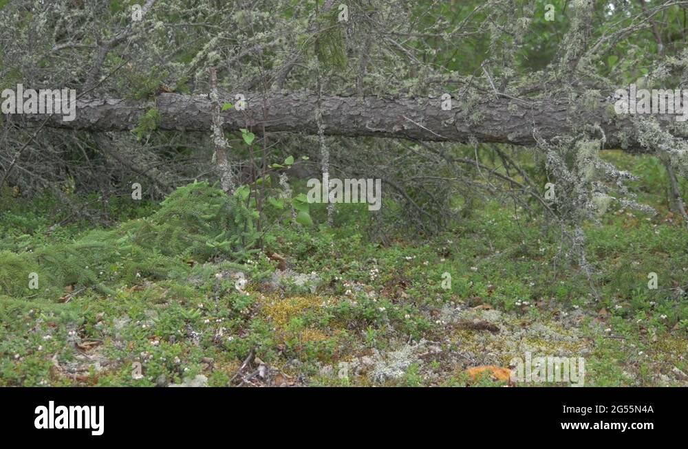 Fallen tree in a forest Stock Videos & Footage - HD and 4K Video Clips ...