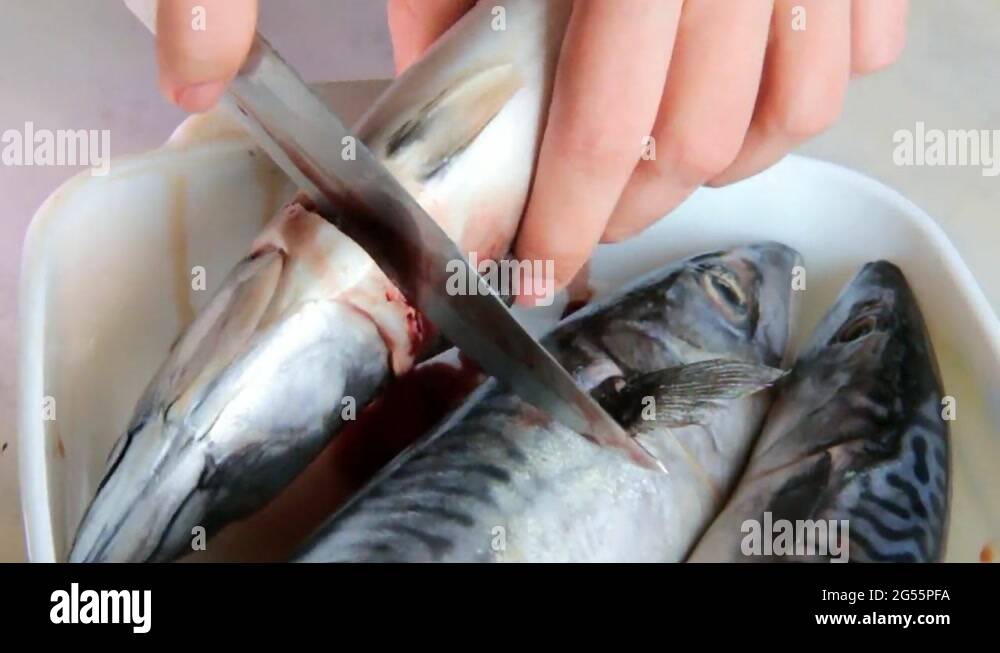 Mackerel family Stock Videos & Footage - HD and 4K Video Clips - Alamy