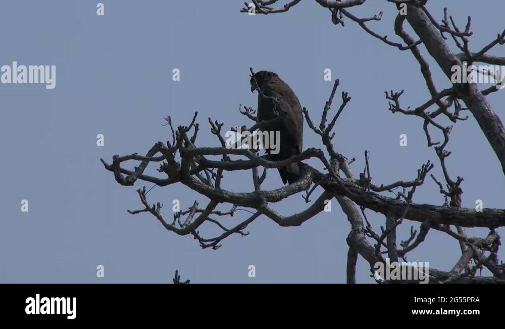Common raptor Stock Videos & Footage - HD and 4K Video Clips - Alamy