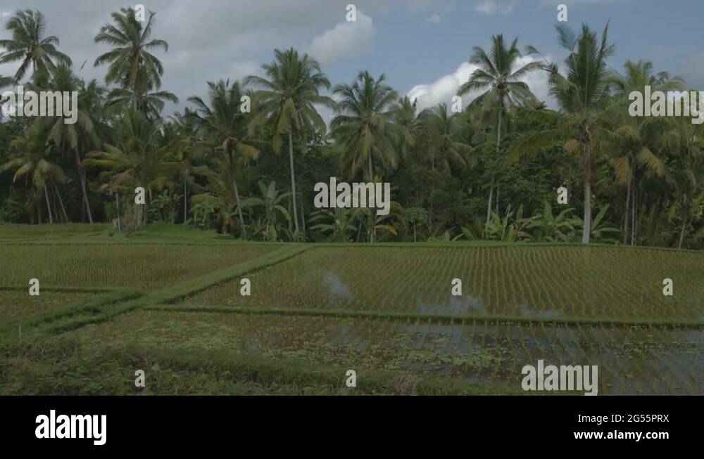 Indonesia rice coconut Stock Videos & Footage - HD and 4K Video Clips ...