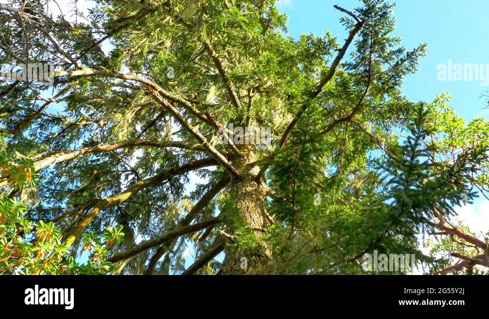 Douglas fir tree Stock Videos & Footage - HD and 4K Video Clips - Alamy